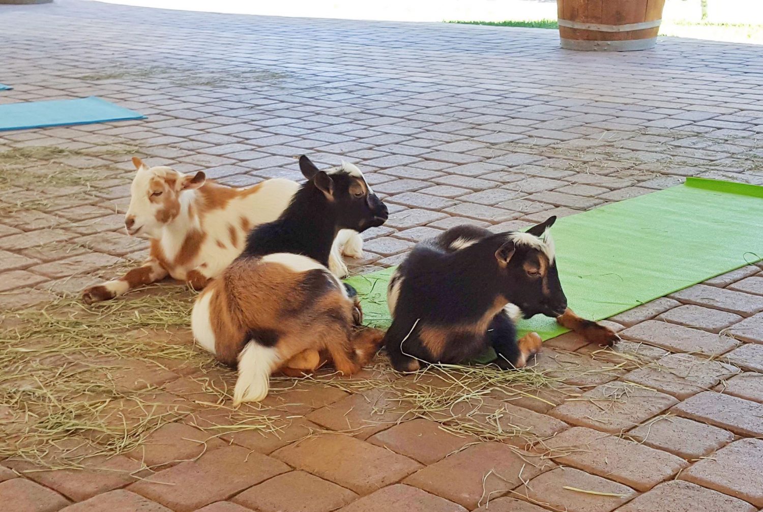 Our Location | Original Goat Yoga™ & Goat Happy Hour - SF Bay Area