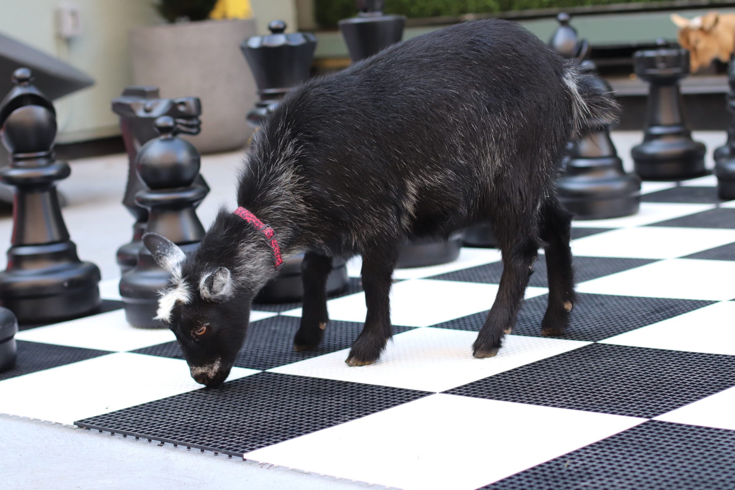 Original Goat Yoga™ California - Original Goat Yoga™ | SF Bay Area ...